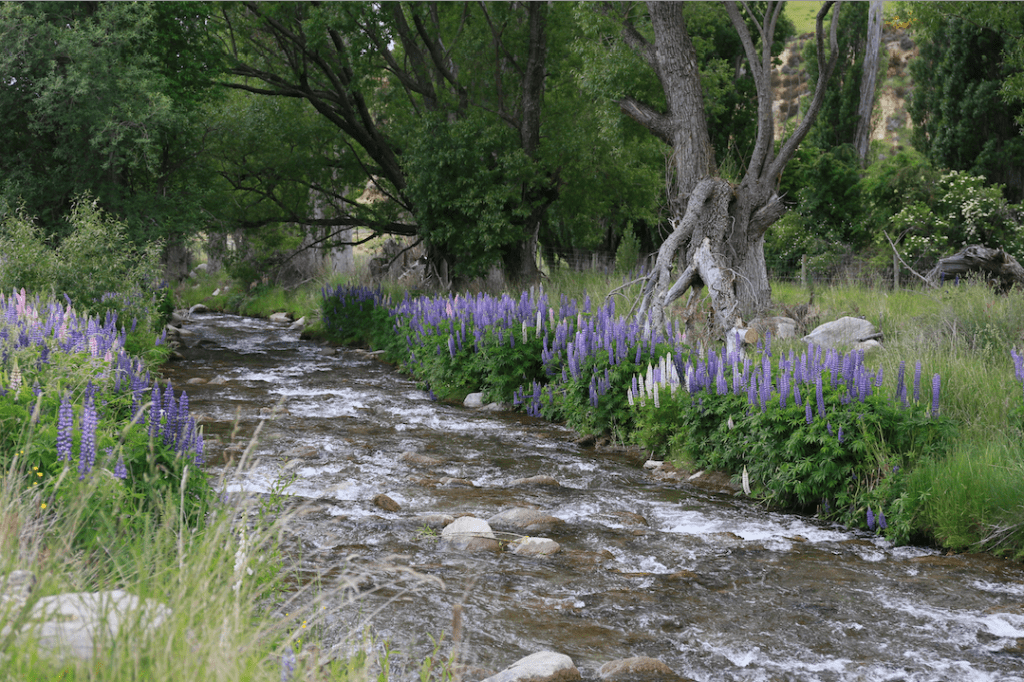 Cardrona Heritage Trail – Discover the history of our valley